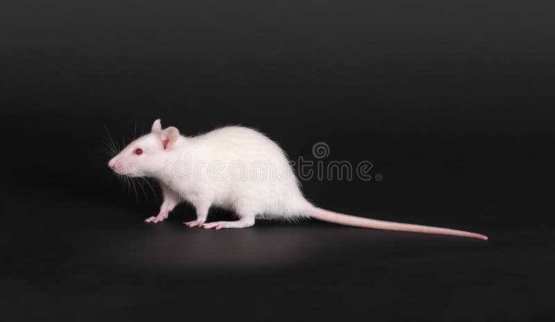 Domestic Rat, Looking at the Camera, Stock Image - Image of studio ...