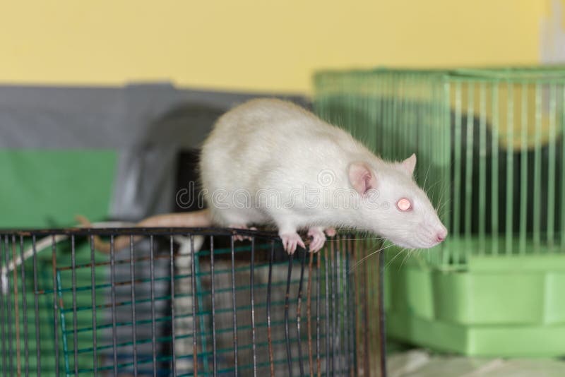 White domestic rat stock image. Image of snout, indoors - 37393317