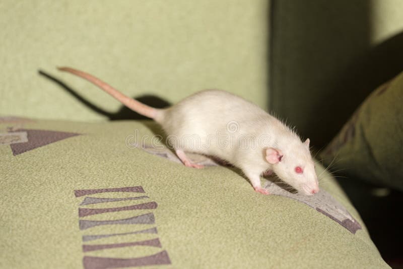 White domestic rat stock photo. Image of small, animals - 74132824