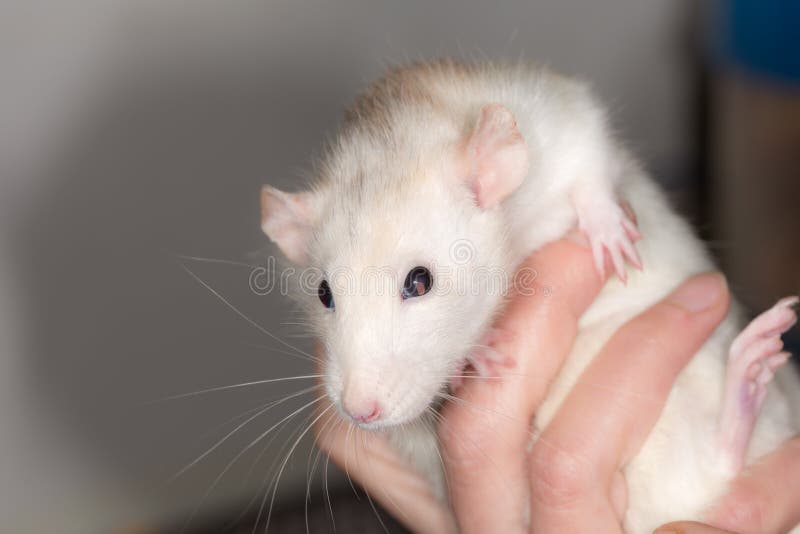 White domestic rat in hand stock image. Image of cute - 178013537