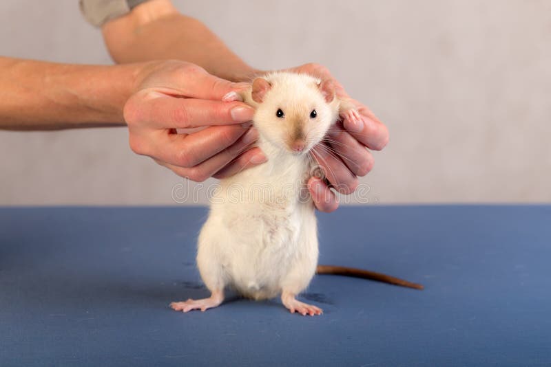White Domestic Rat in Hands Stock Image - Image of macro, closeup ...