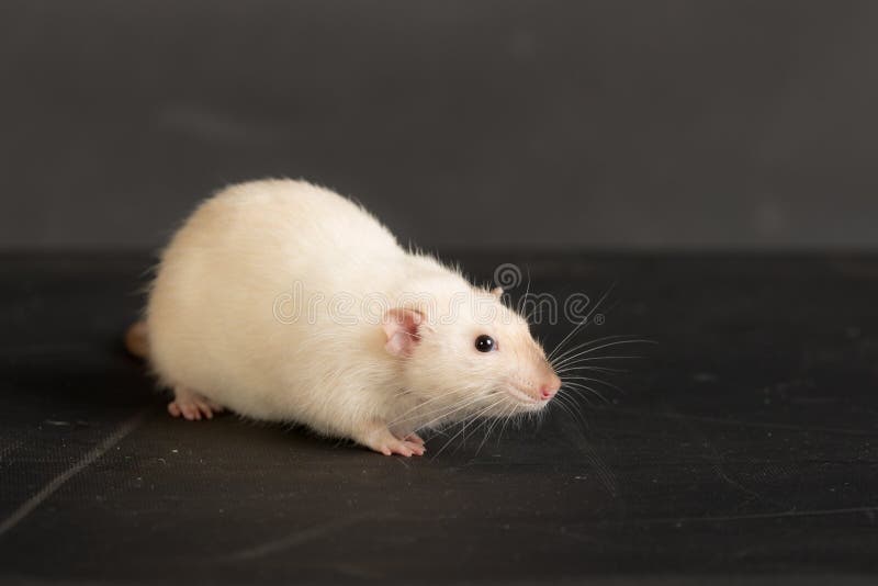 White domestic rat stock photo. Image of portrait, closeup - 248352164