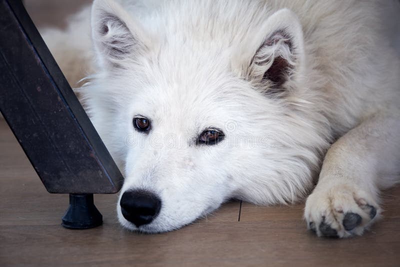 White Domesticated Arctic Wolf Lying Down and Resting on the Floor ...