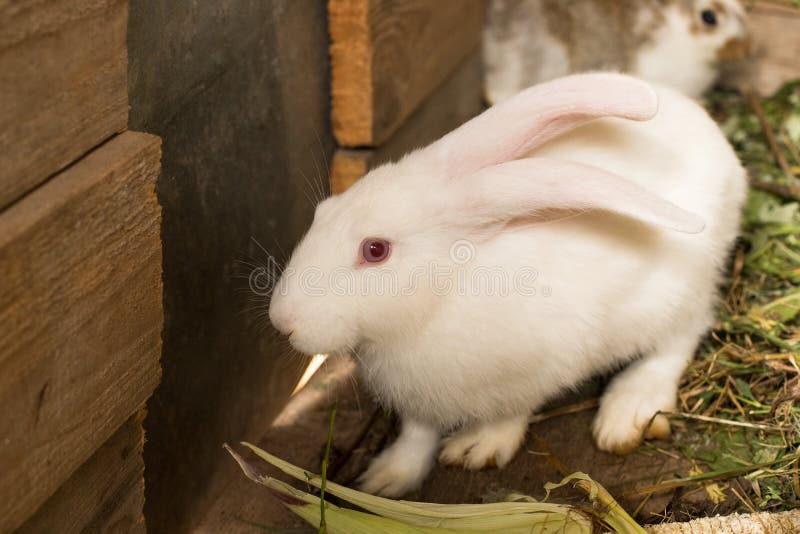 White Domesticated Rabbit in Polyface Farm Stock Photo - Image of ...