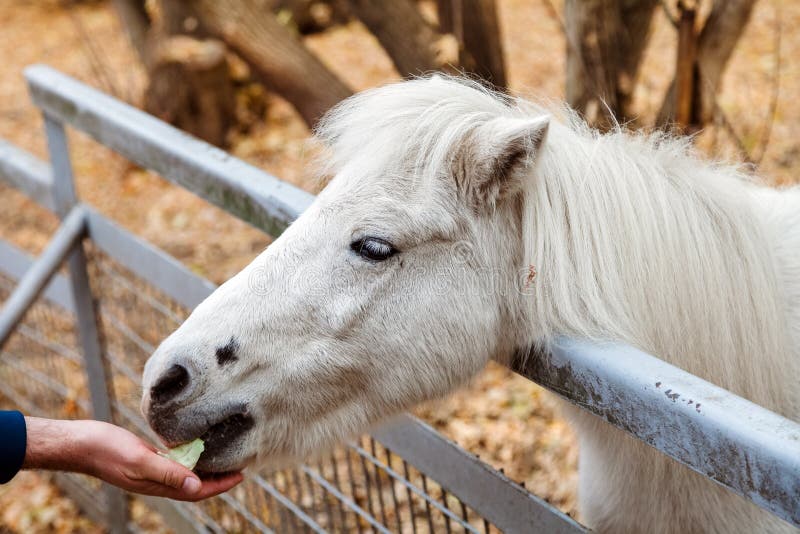 White donkey eats cabbage stock image. Image of head - 162301437