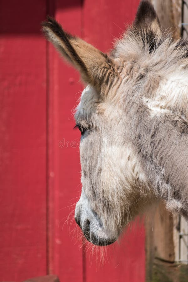 White Donkey Looking Away from Camera with Red Background Stock Photo ...