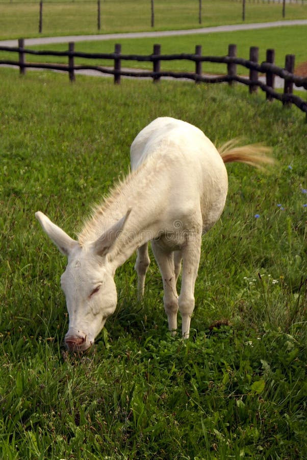 A white donkey stock image. Image of farm, donkey, head - 32683431
