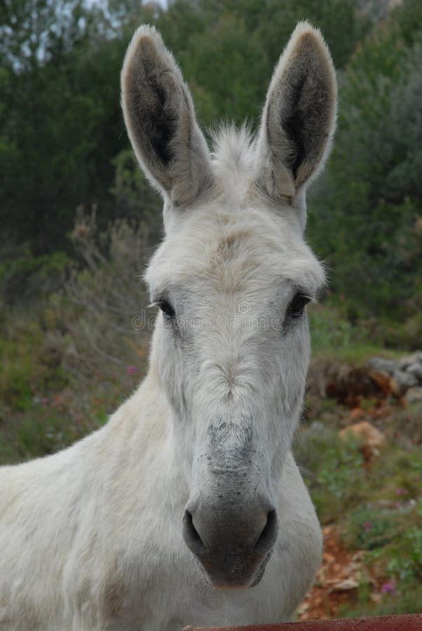 White Donkey, Portrait Outdoors Stock Photo - Image of happy, funny ...