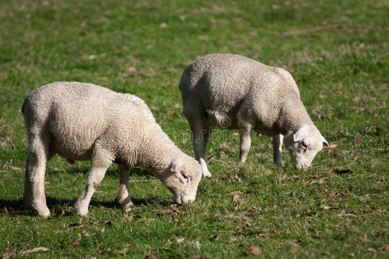 White Dorper Sheep Lambs Grazing Stock Photo - Image of lamb, animals ...