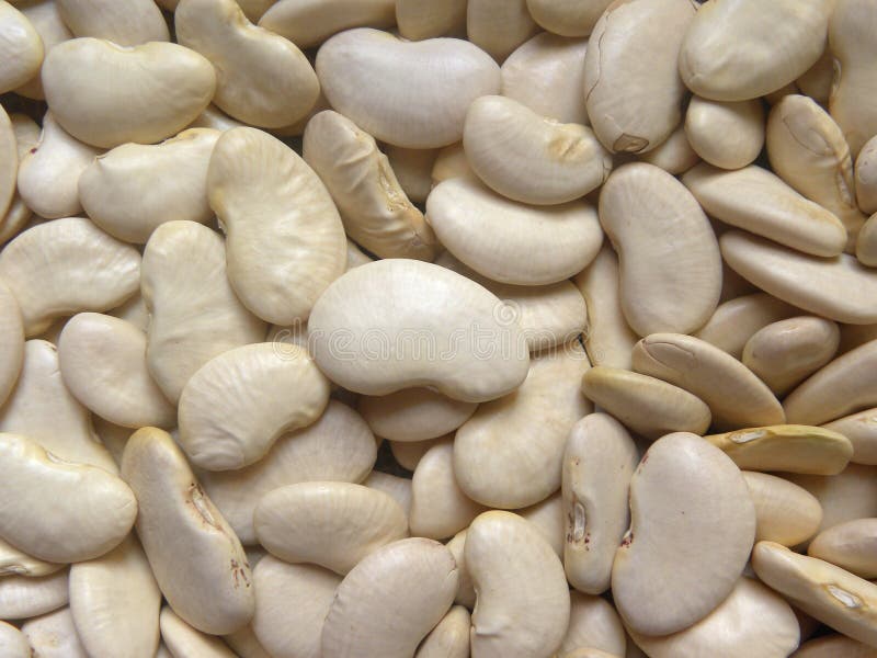 Double Beans stock photo. Image of ingredients, giant - 175559656