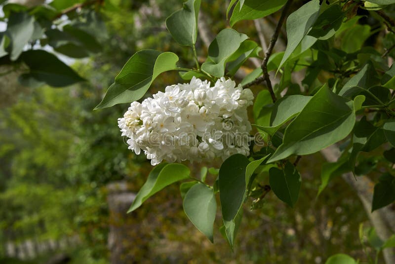White Double Flowers of Syringa Vulgaris Stock Photo - Image of fresh ...