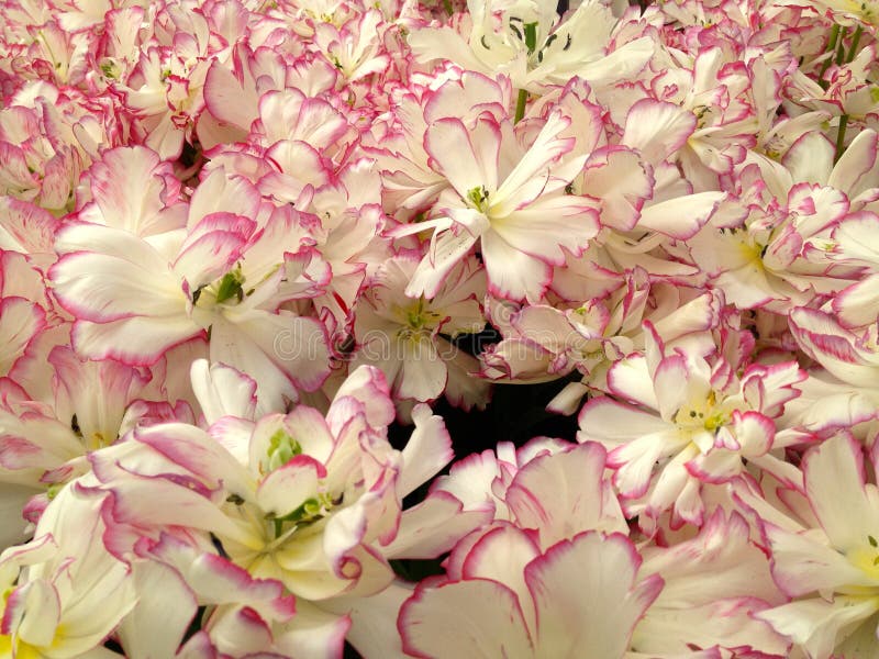 White double tulips stock photo. Image of mixed, pretty - 37089550