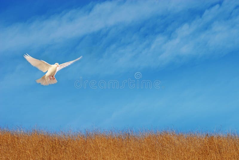 Dove flying over field stock photo. Image of grass, bright - 11057098