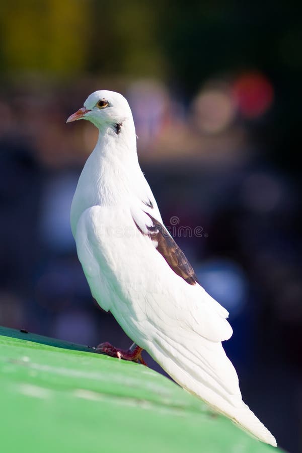 White dove stock image. Image of symbol, faith, hope, purity - 8235311