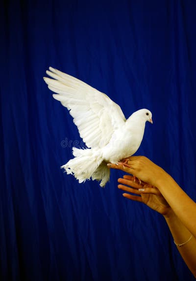 5,763 Dove Hand Stock Photos - Free & Royalty-Free Stock Photos from ...