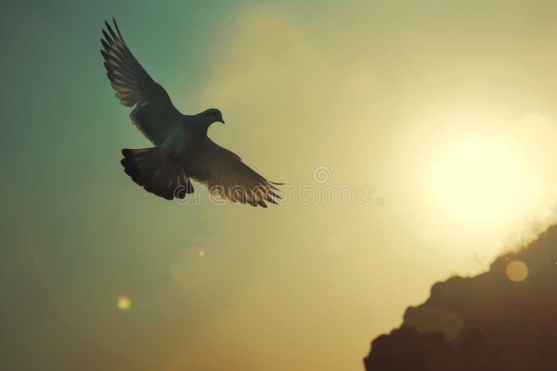 White Dove Against Sun and Clouds Stock Image - Image of dusk, hope ...