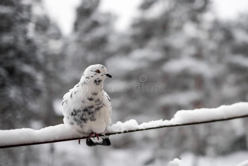 White Dove Against Winter Background Stock Photo - Image of building ...