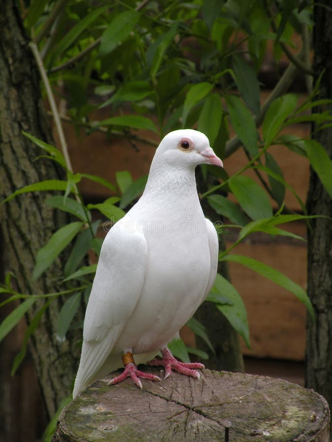 White dove stock photo. Image of body, view, closeup - 36683964