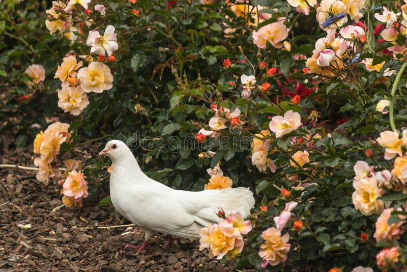 Bird White Dove With Flower In Beak Stock Photo - Image of blue, bird ...
