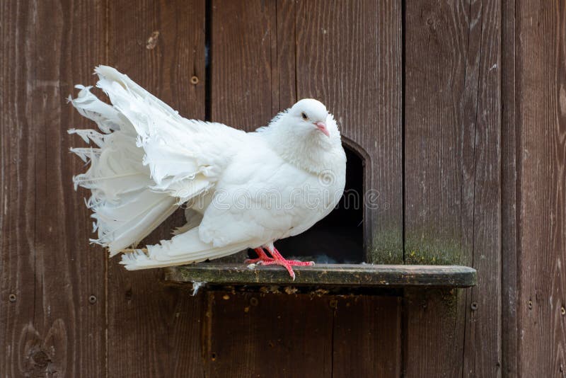 White Dove Bird Sitting on the Perch Stock Image - Image of peace ...