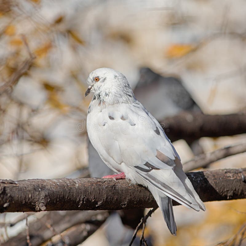 White dove stock image. Image of beak, feather, macro - 46405029