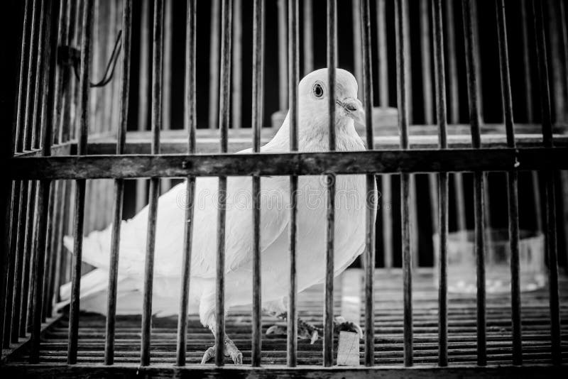 White dove in the cage stock image. Image of sale, wedding - 59166275