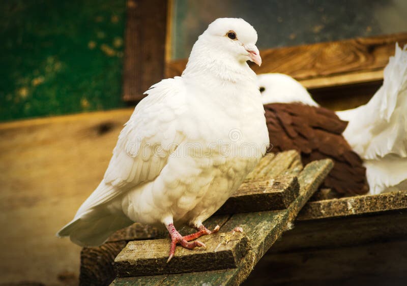 White dove stock photo. Image of animal, bird, cage, dovecote - 47032676