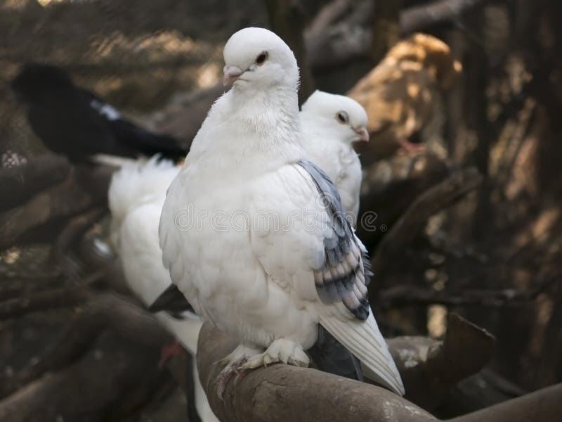 White dove stock photo. Image of clipping, nature, birds - 48183666