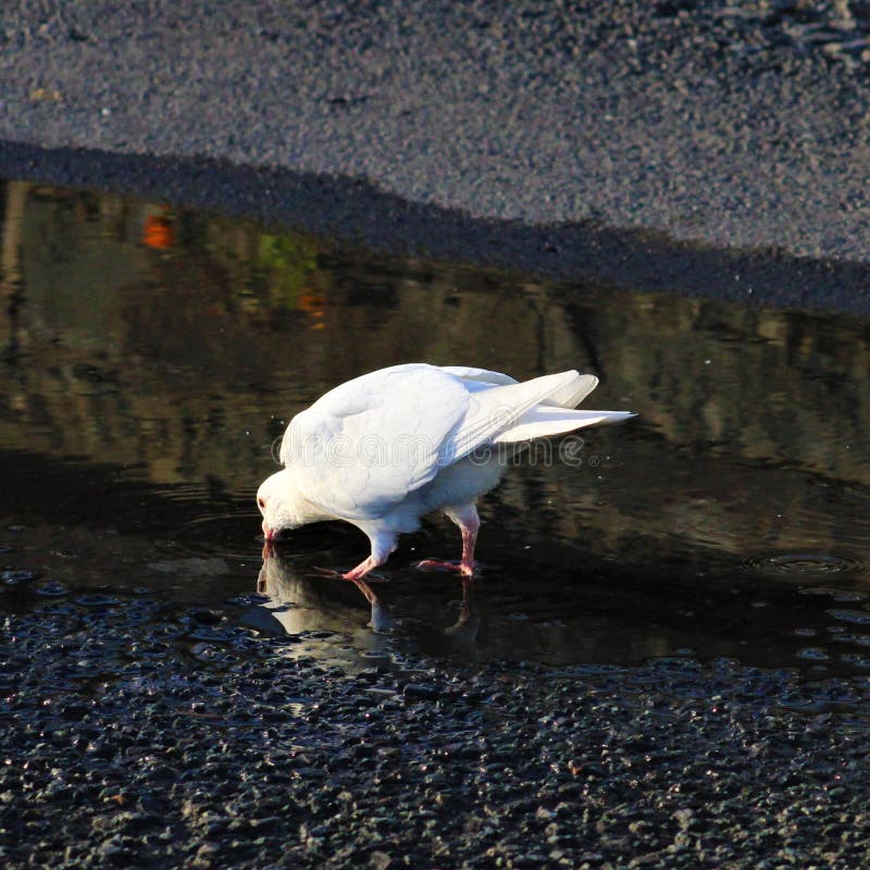 White Dove Drinking from a Puddle Stock Photo - Image of birds, wing ...