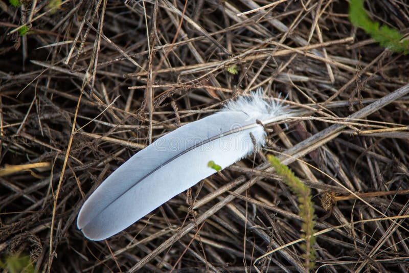 White dove feather in hay stock image. Image of farm - 258802267