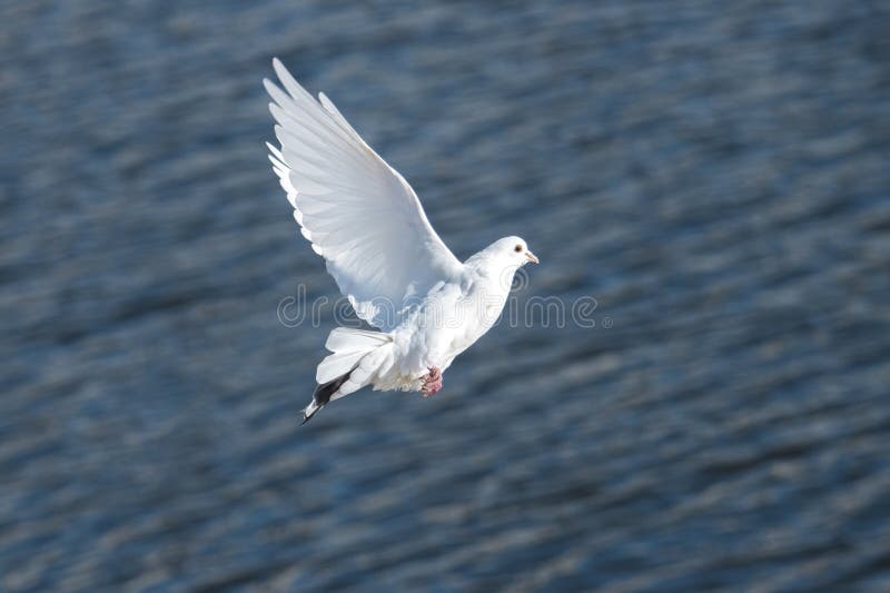 White Dove Flies Over Water Stock Image - Image of architecture, ground ...