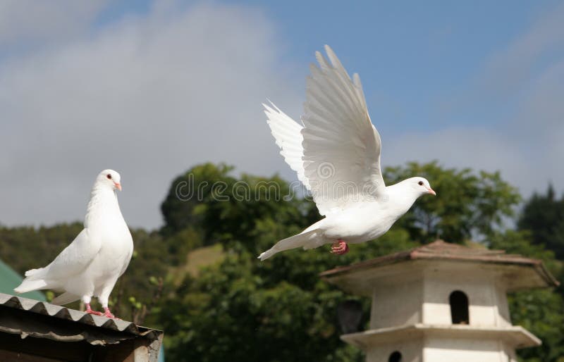 White dove in flight stock image. Image of freedom, symbol - 16740713