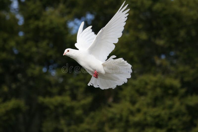17+ White dove flying green background Free Stock Photos - StockFreeImages