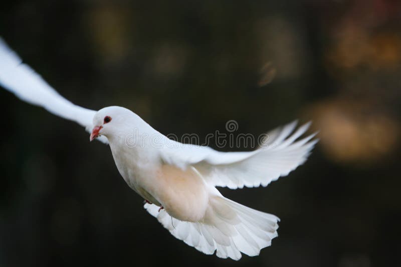 White dove in flight stock photo. Image of outdoor, background - 7039324
