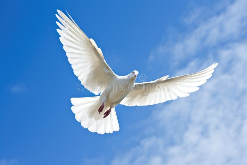A White Dove in Flight Against a Blue Sky Stock Illustration ...
