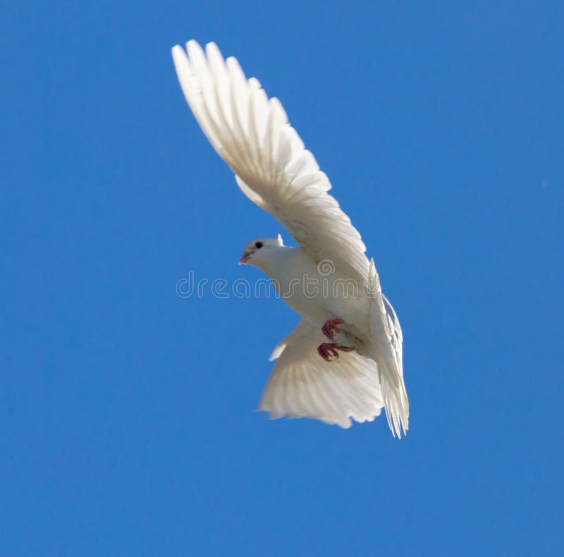 7,190 White Dove Flight Photos - Free & Royalty-Free Stock Photos from ...