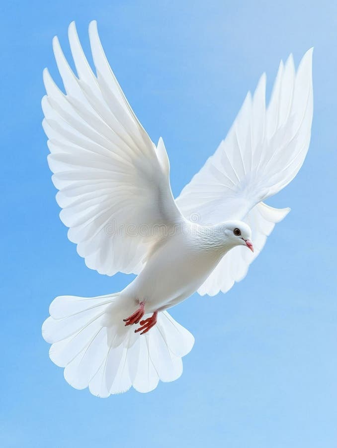 White dove in flight stock image. Image of purity, soar - 377089909