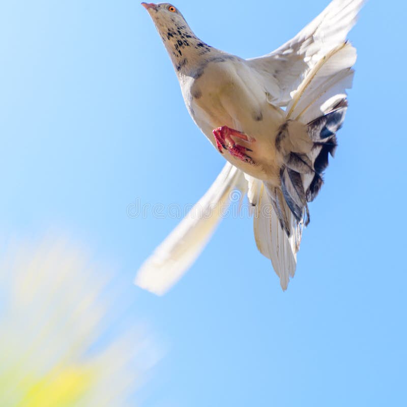 White Dove in Flight, View from Underneath Stock Photo - Image of white ...