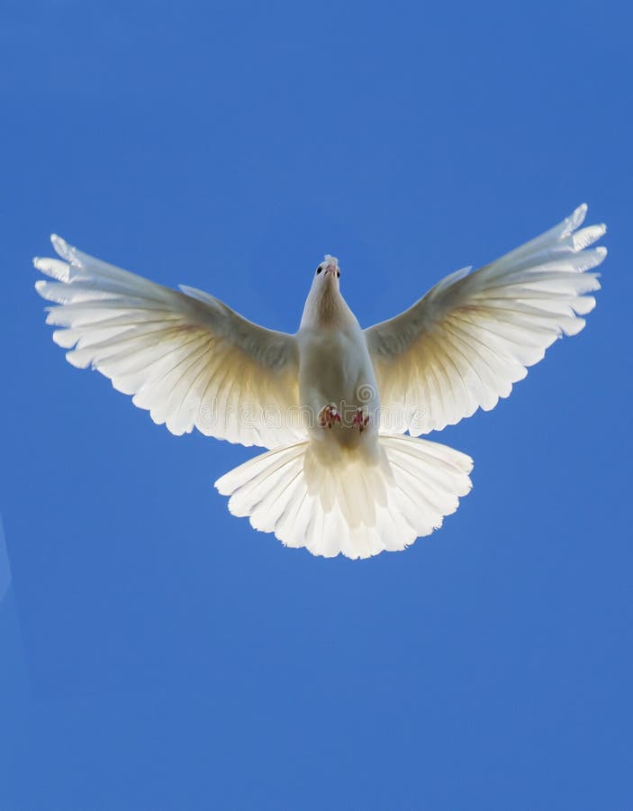 Dove flying stock photo. Image of white, nature, bird - 8811244