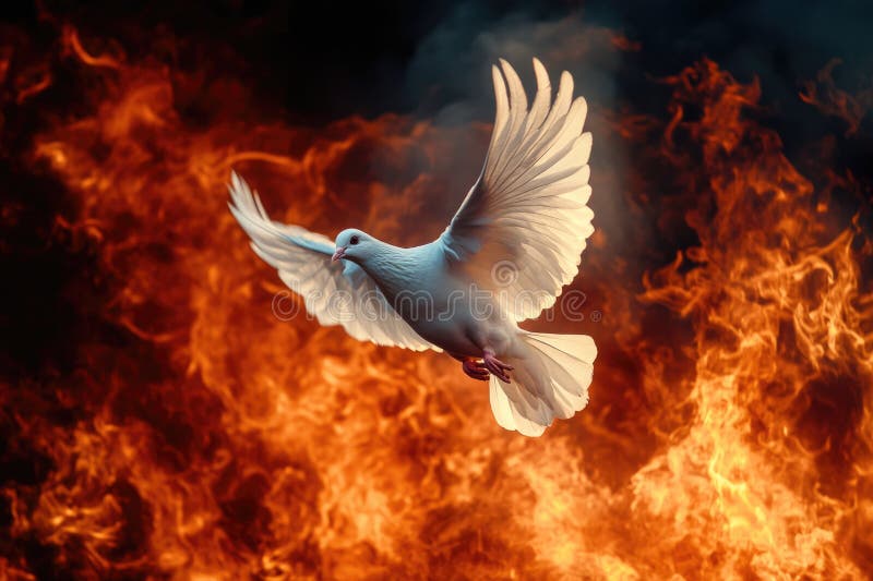 White Dove Flying Near Fire Stock Photo - Image of fire, bird: 379821942