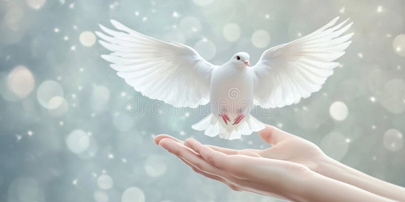 White Dove Flying from Open Hands Symbolizing Peace and Freedom Stock ...
