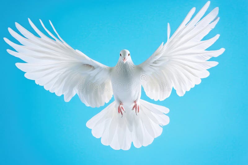 Dove Front View Stock Illustrations – 169 Dove Front View Stock ...