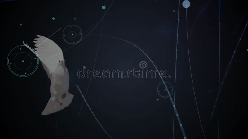 White Dove Flying Over Digital Network Connections Animation on Dark ...