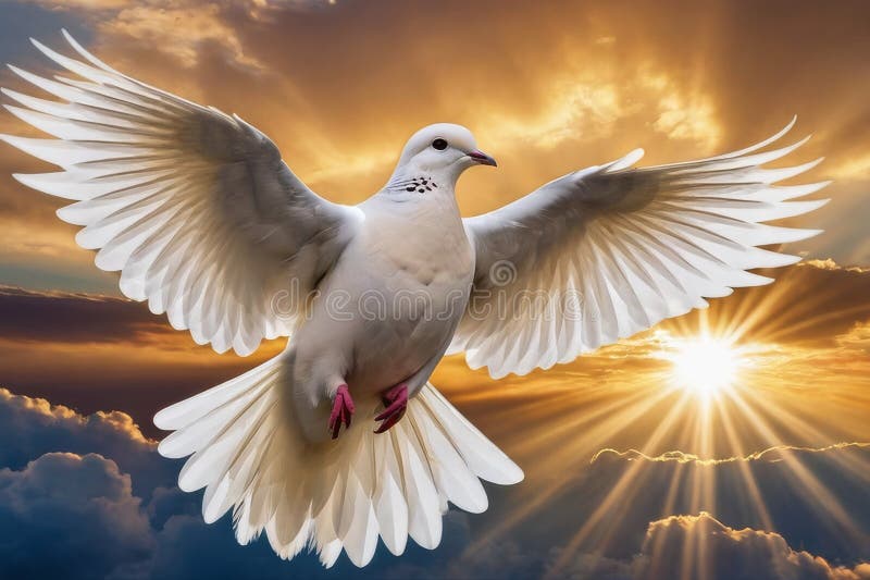 White Dove Flying on Sky in Beautiful Sunset Light for Freedom Concept ...