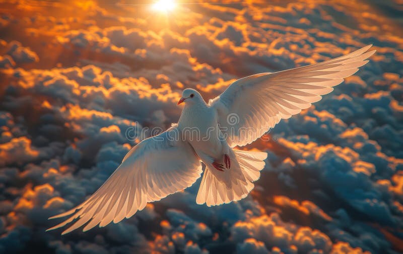 White Dove Flying in the Sun Rays among the Clouds Stock Photo - Image ...