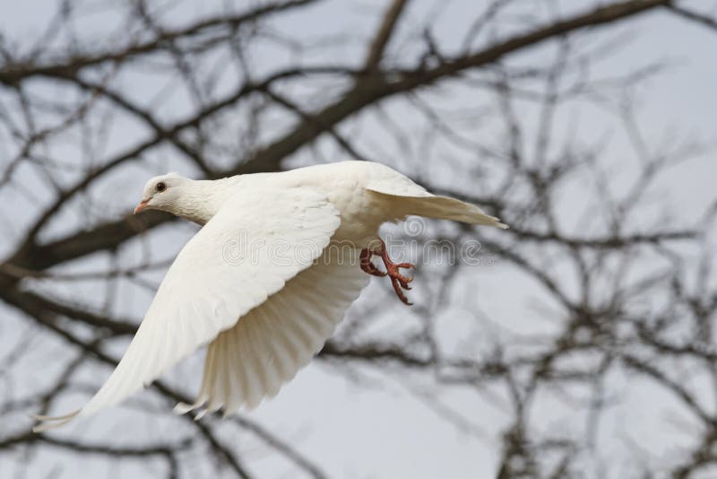 White Dove Flying through the Thicket Stock Image - Image of hope, dove ...