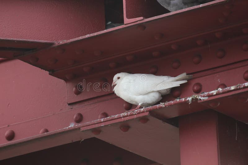 387 White Dove Frame Stock Photos - Free & Royalty-Free Stock Photos ...