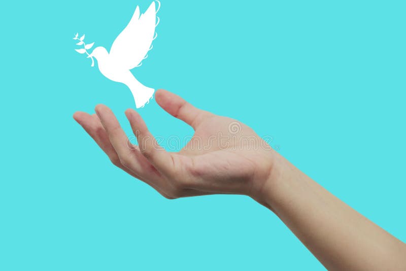 White dove in hand stock photo. Image of hand, peace - 215732462