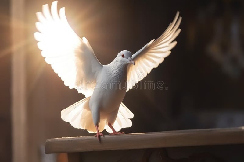 White Dove Illuminated by the Rays of the Sun. Generative AI Stock ...
