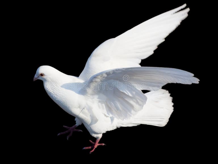 20,284 Dove Isolated Stock Photos - Free & Royalty-Free Stock Photos ...